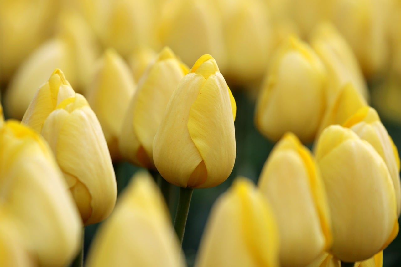Tulip Flower Plant - Free photo on Pixabay