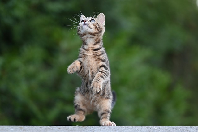 Cat Kitten Standing On One Leg - Free photo on Pixabay