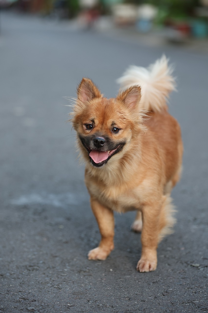 Dog Puppy Mammal - Free photo on Pixabay