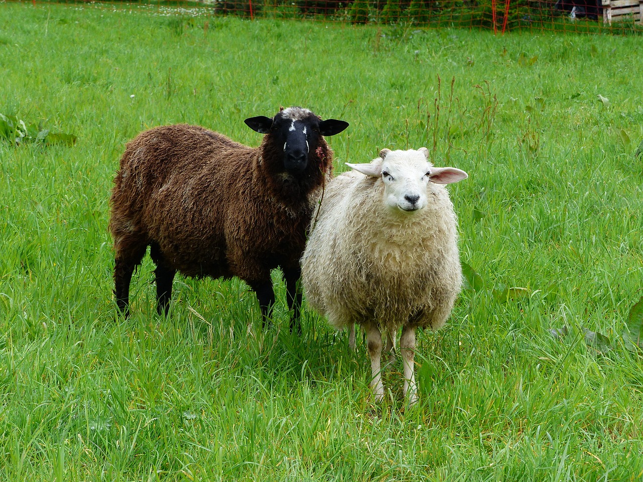 Sheep Pasture Meadow Colors Of - Free photo on Pixabay