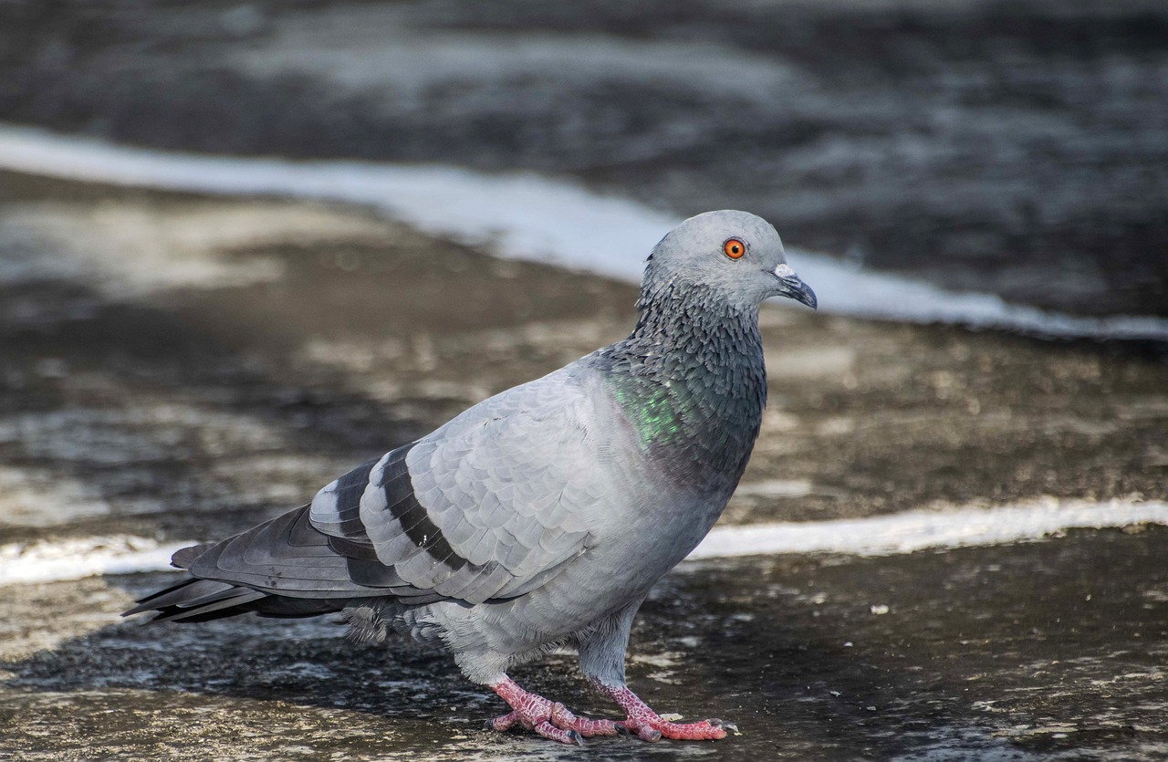Pigeon Bird Animal - Free photo on Pixabay