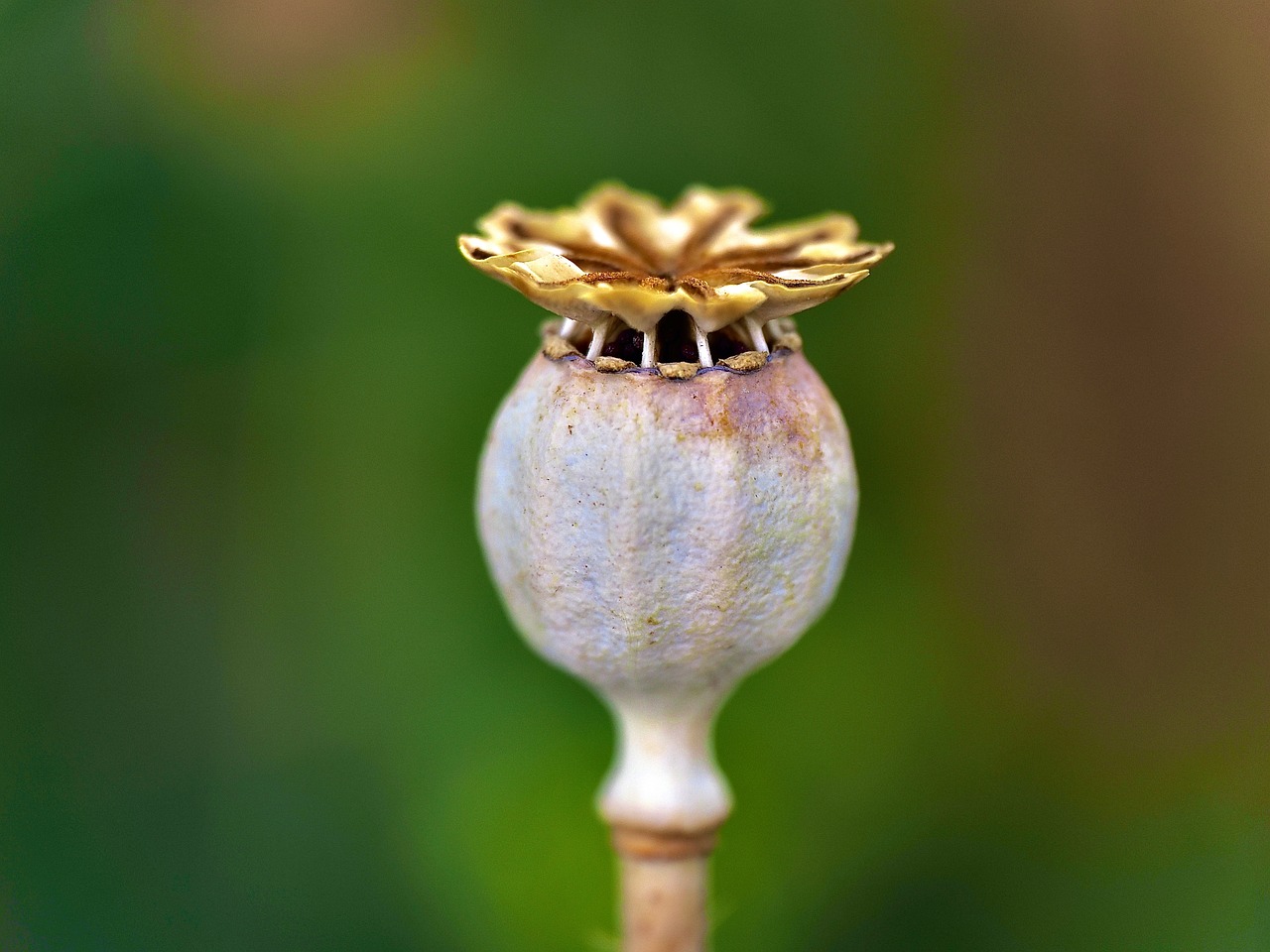 Poppy Seed Capsule - Free photo on Pixabay