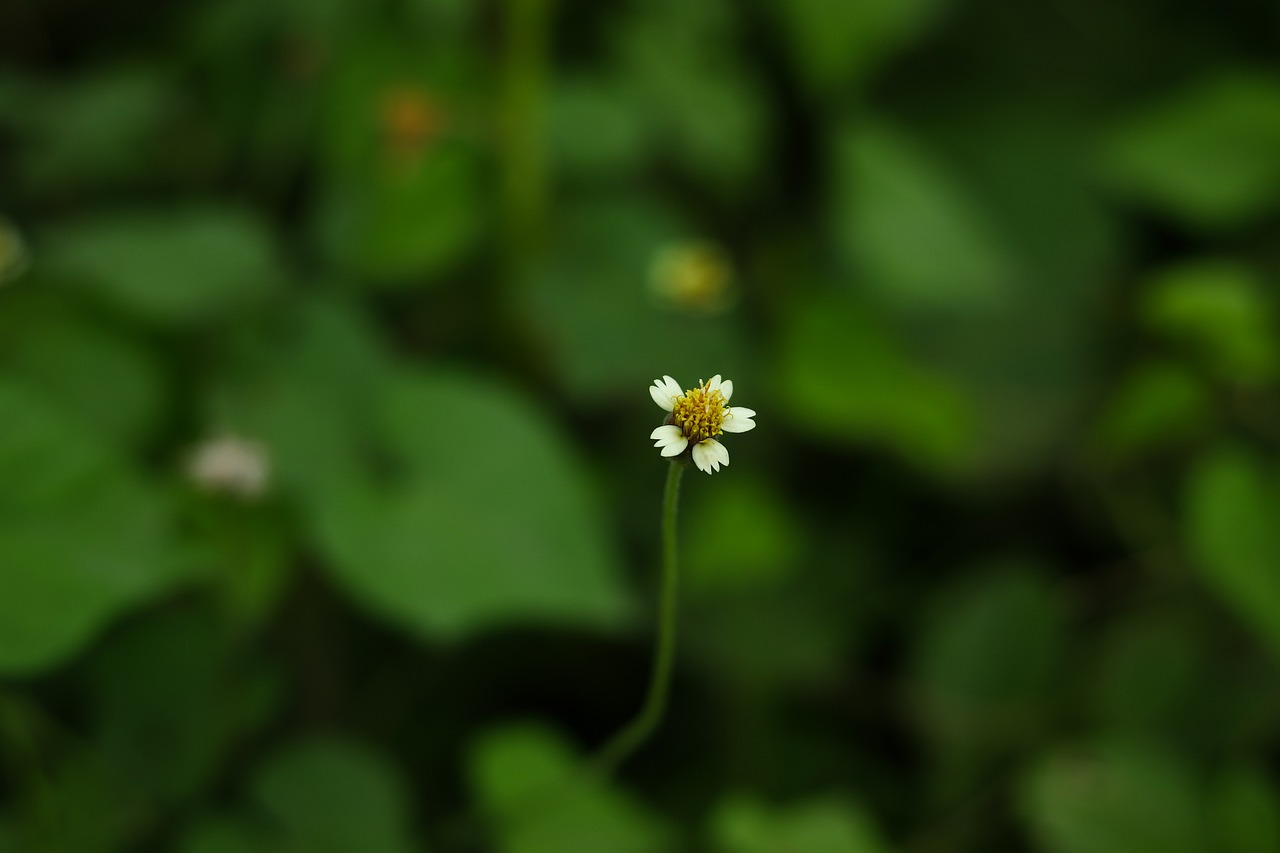 A Little Flower Nature - Free photo on Pixabay