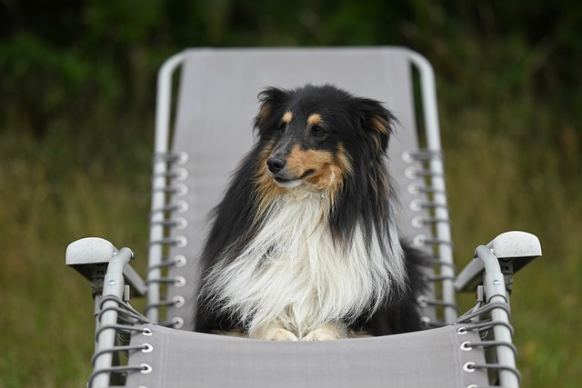 Shetland Shepherd Ravenclaw Dog - Free photo on Pixabay
