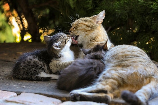 Kat Kitten Dier - Gratis foto op Pixabay