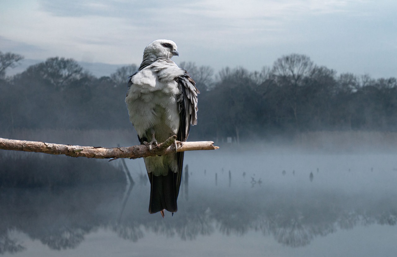 Bird Mississippi Kite Animal - Free photo on Pixabay