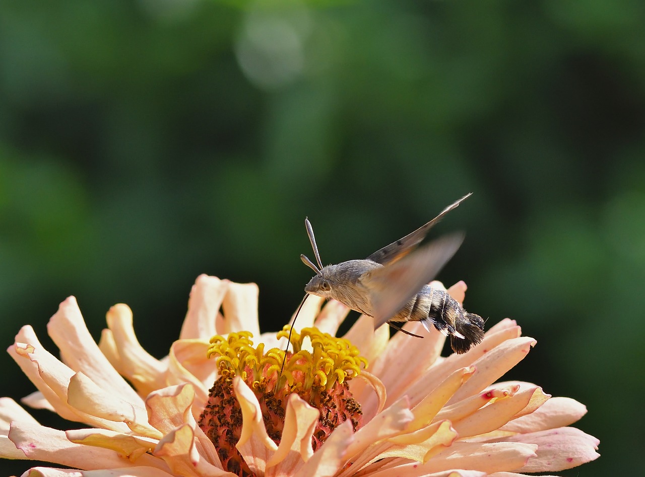 Moth Hummingbird Hawk Nature - Free photo on Pixabay