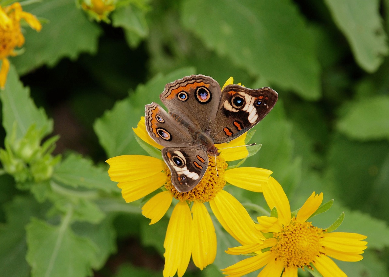 Butterfly Nature Insect - Free photo on Pixabay