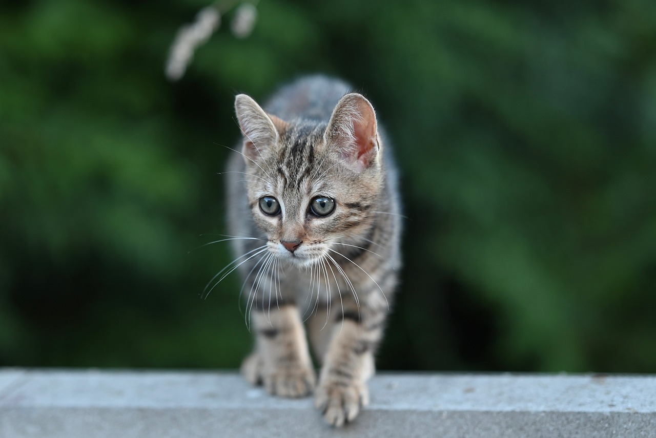 Alley Cat European - Free photo on Pixabay