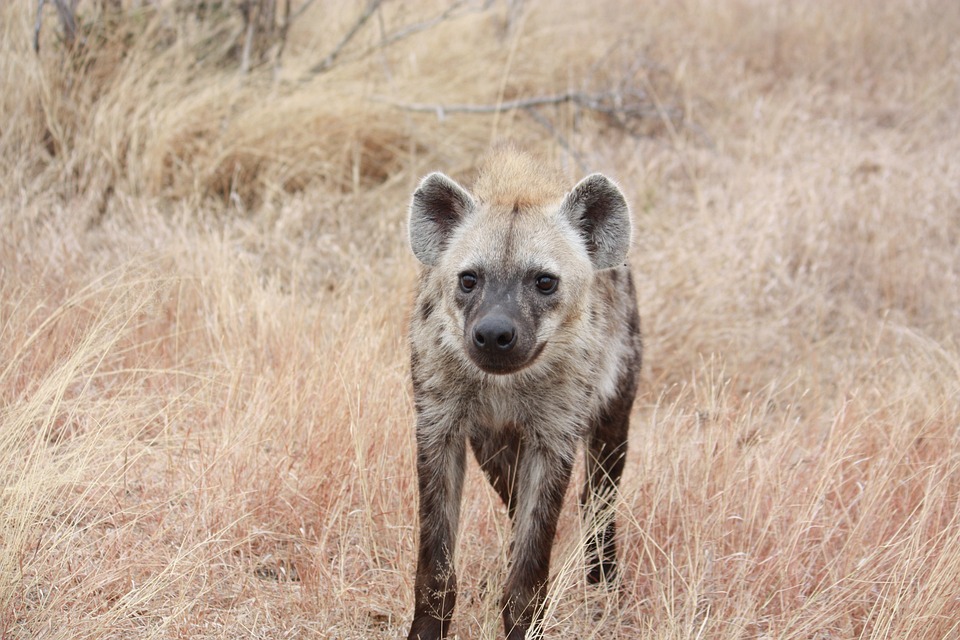 Nature Hyena Animal - Free photo on Pixabay
