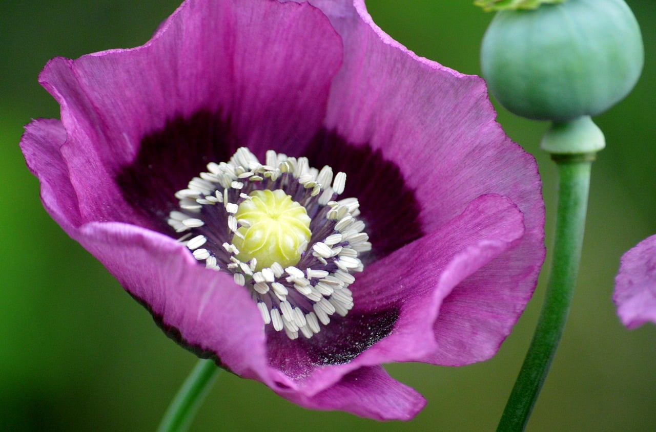 Opium Poppy Flower - Free photo on Pixabay