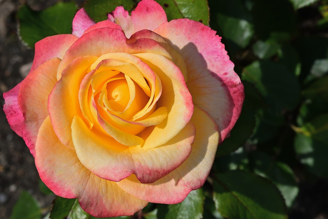 Rose Blossom Bloom - Free photo on Pixabay