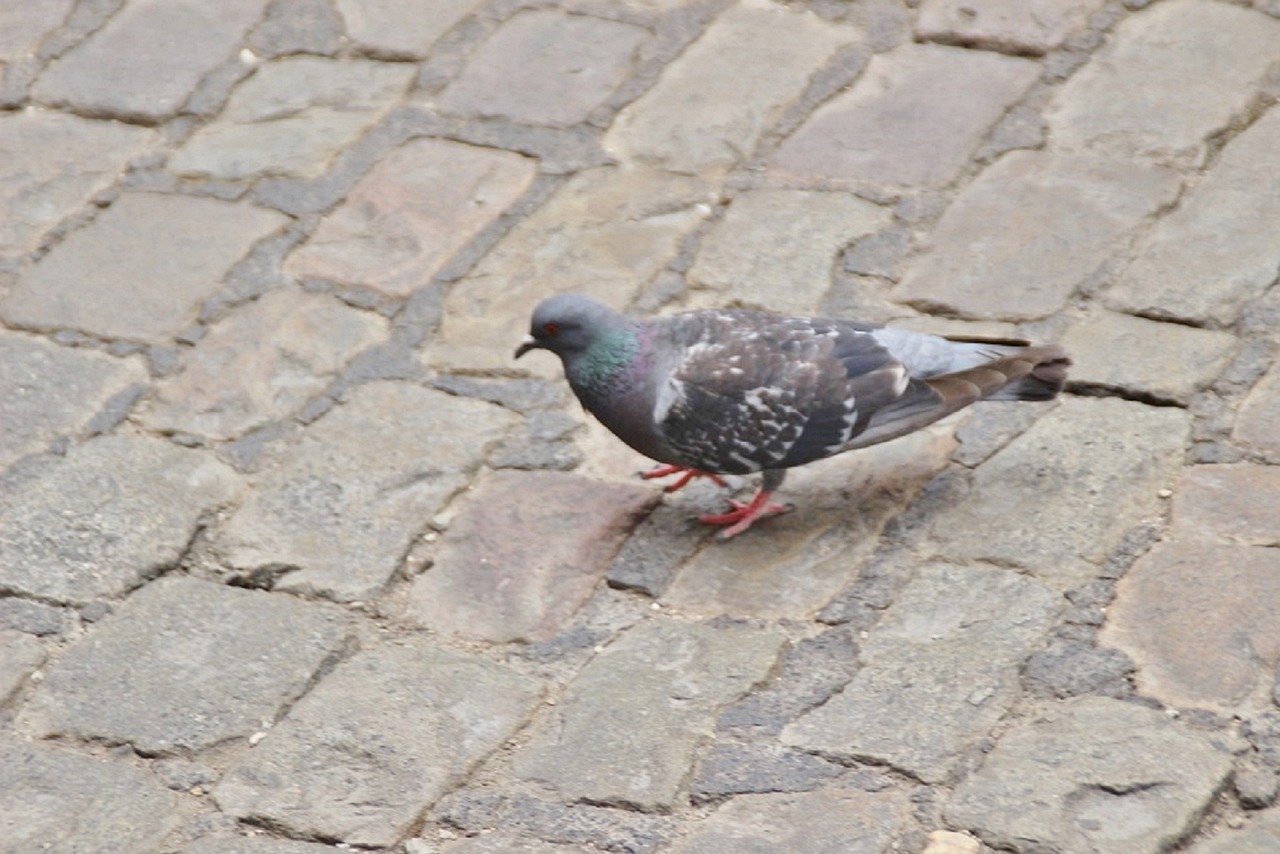 Pigeon Bird Nature - Free photo on Pixabay
