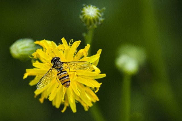 Hover Fly Insect Nature Close - Free photo on Pixabay
