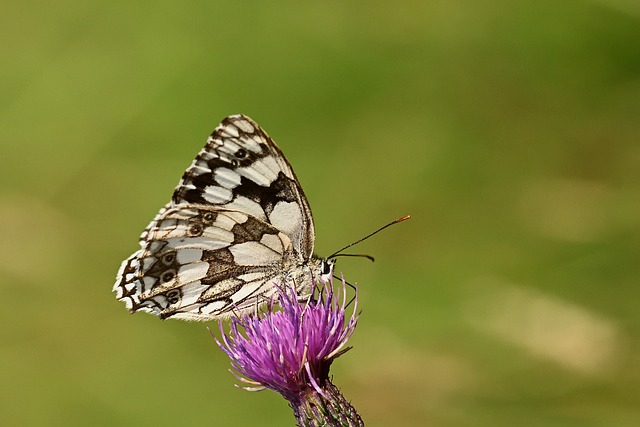 Butterfly Checkerboard Nature - Free photo on Pixabay