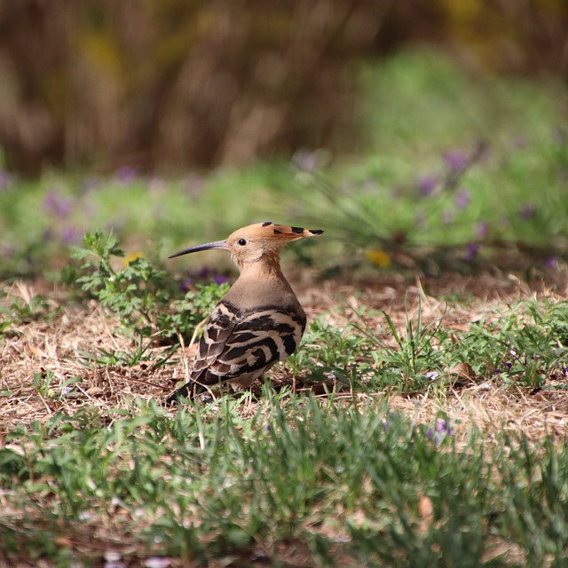 Hoopoe Nature Bird - Free photo on Pixabay
