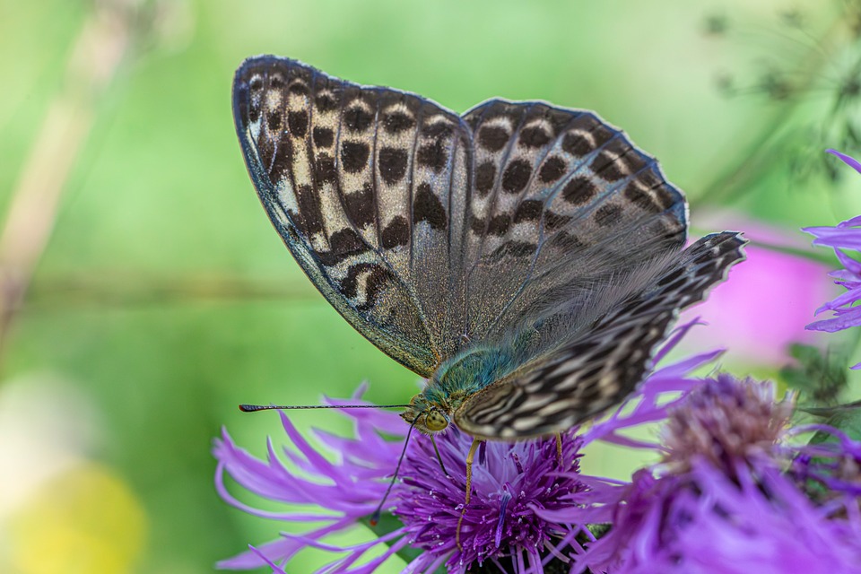 Nature Animal Wing Beauty - Free photo on Pixabay