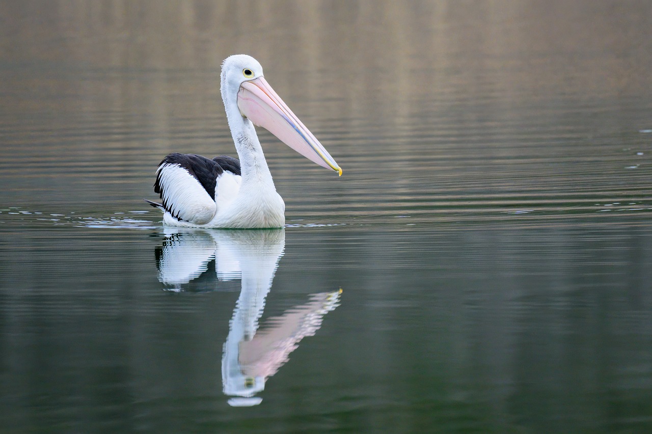 Australian Pelican Bird - Free photo on Pixabay