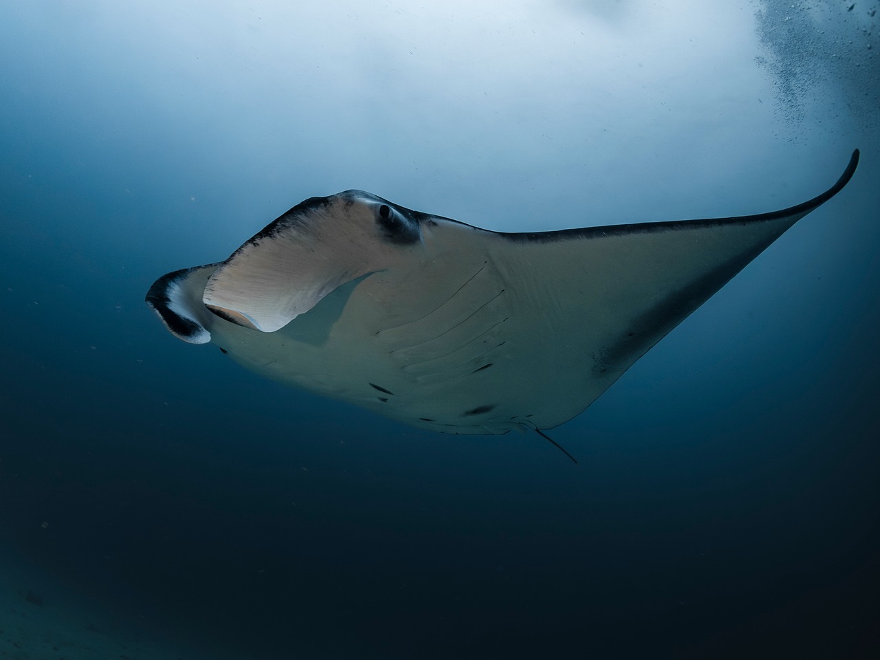 Manta Rays Sea - Free photo on Pixabay