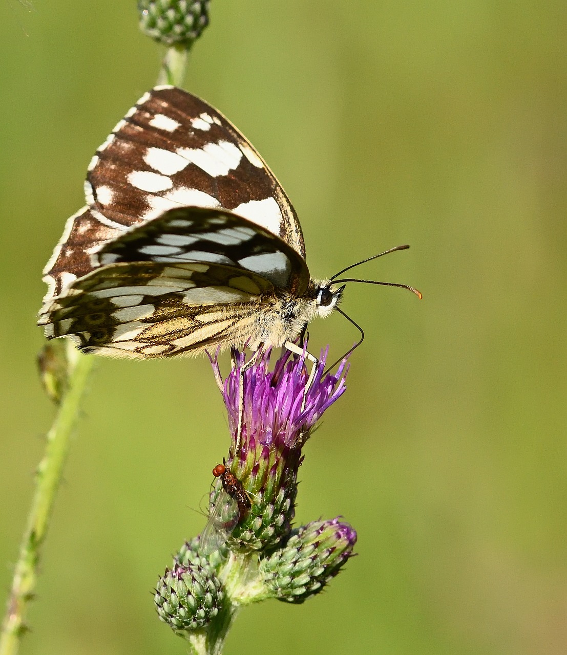 Papillon Damier Fermer - Photo gratuite sur Pixabay