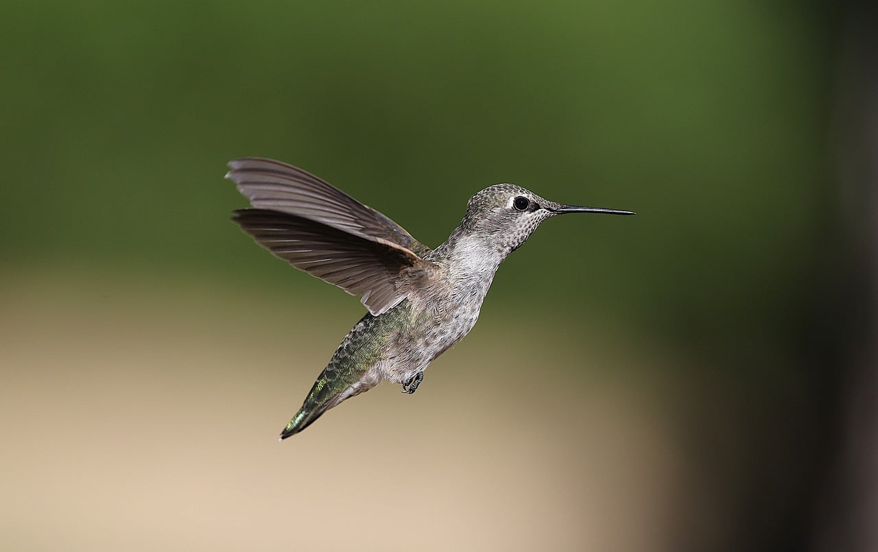 Le Colibri D'Anna Oiseau - Photo gratuite sur Pixabay