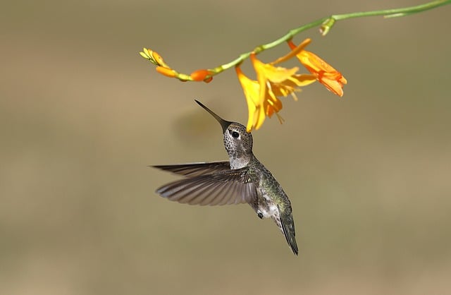 Le Colibri D'Anna Oiseau - Photo gratuite sur Pixabay