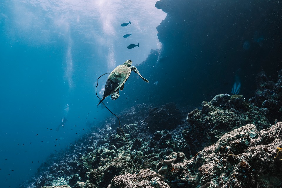 Tortoise Dive Underwater - Free photo on Pixabay