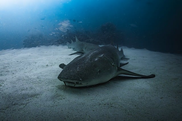 Requin Nourrice Maldives - Photo gratuite sur Pixabay
