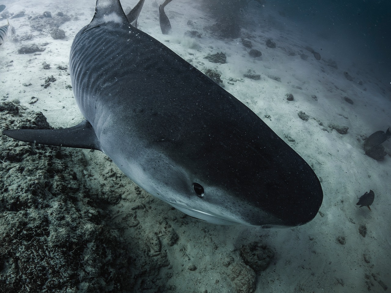 Tiger Shark Maldives - Free photo on Pixabay