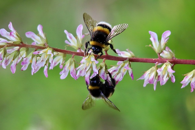 Dark Bumblebee Bumble Bees - Free photo on Pixabay