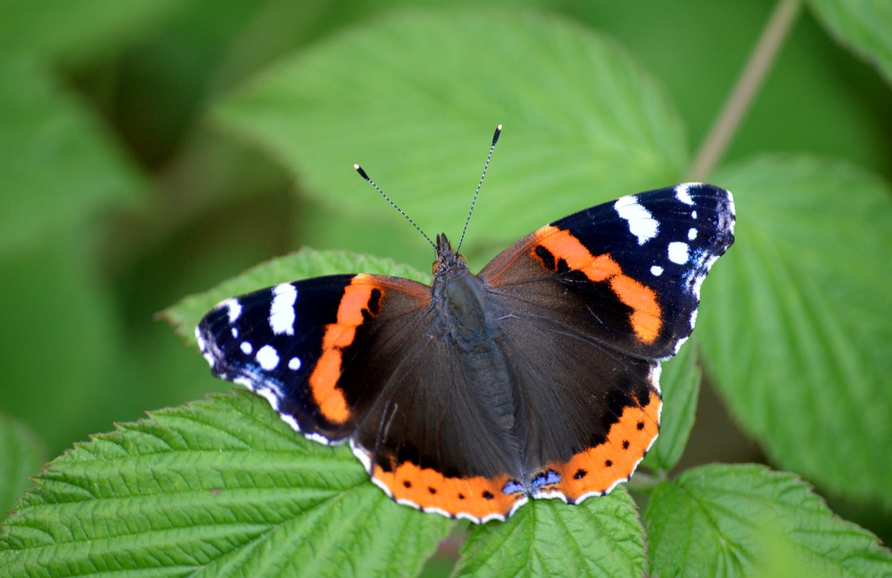 Papillon Amiral Edelfalter - Photo gratuite sur Pixabay