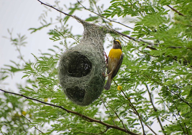 Weaver Bird - Free photo on Pixabay