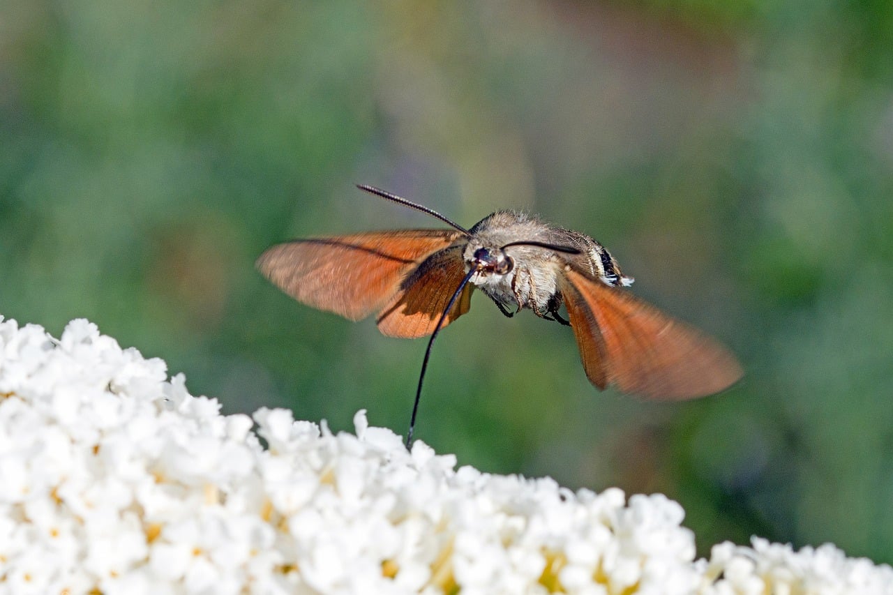 Hummingbird Butterfly - Free photo on Pixabay