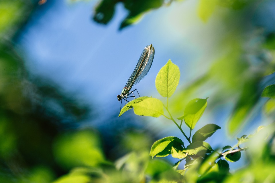 Dragon-Fly Insect Wildlife - Free photo on Pixabay