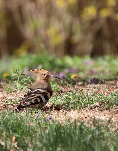 Oiseau Huppe Fasciée Animal - Photo gratuite sur Pixabay