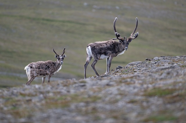 600+ Free Reindeer & Nature Photos - Pixabay