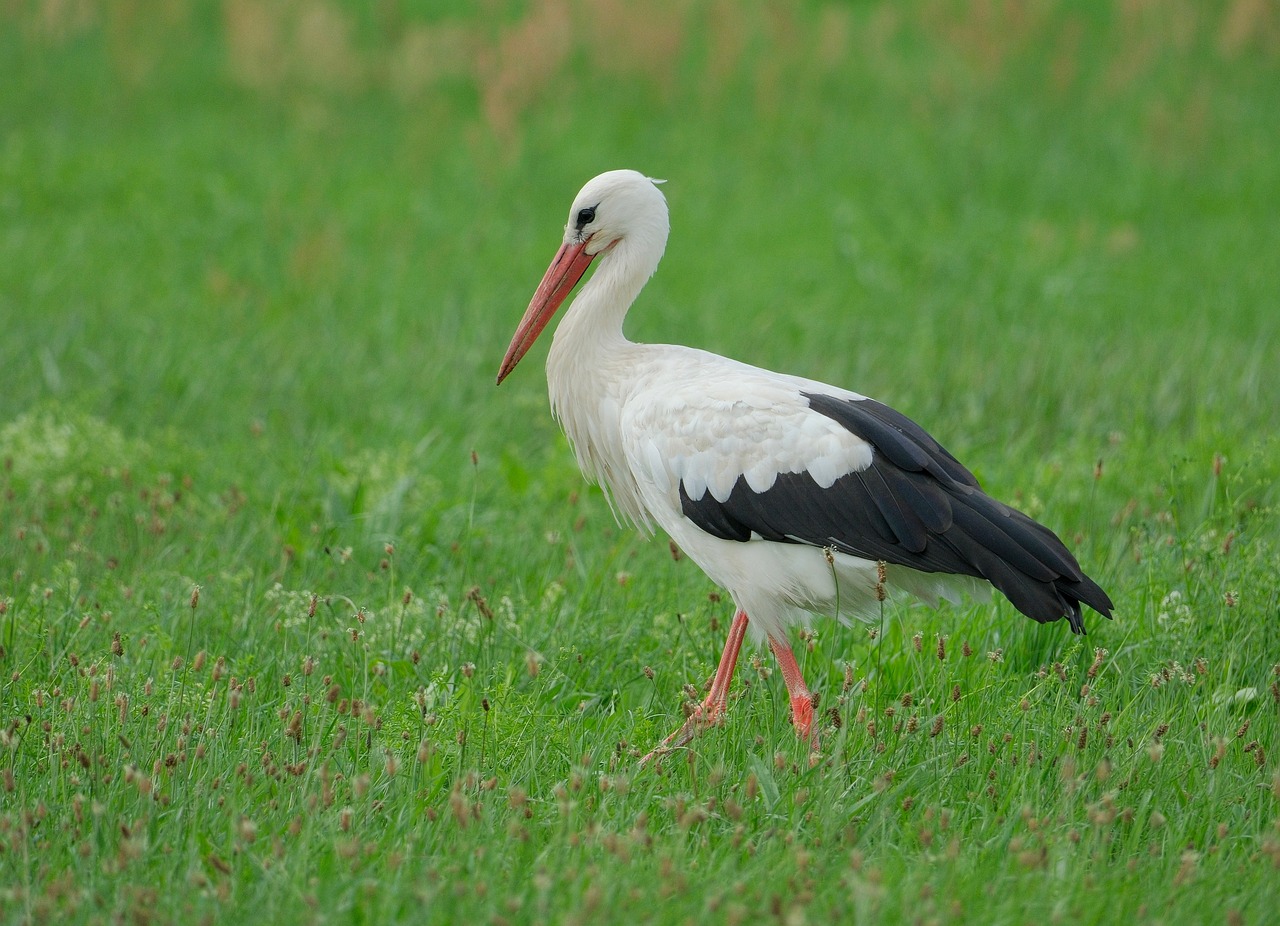 Stork Bird Storks - Free photo on Pixabay