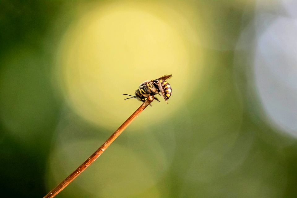 Bee Nature Pollination - Free photo on Pixabay