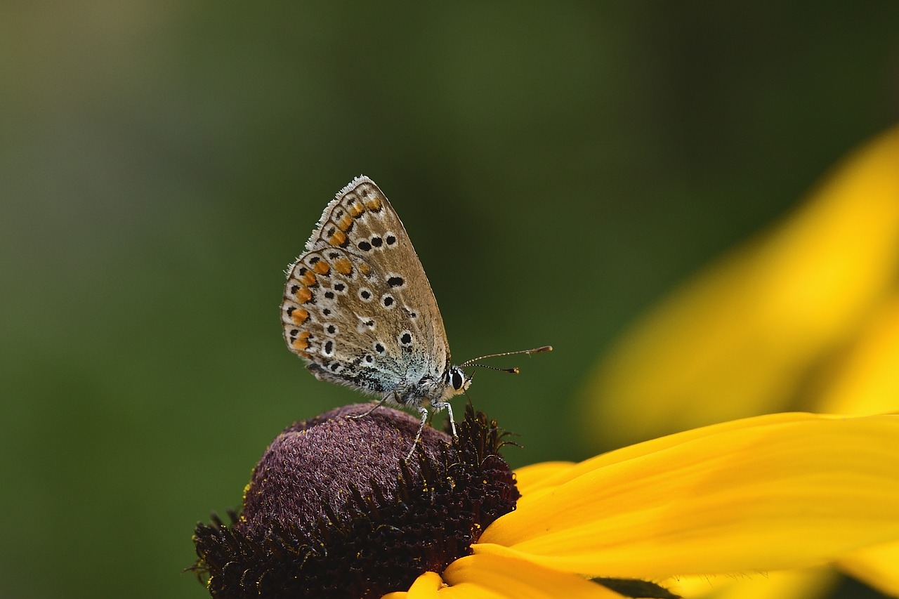 Butterfly Common Blue Butterflies - Free photo on Pixabay