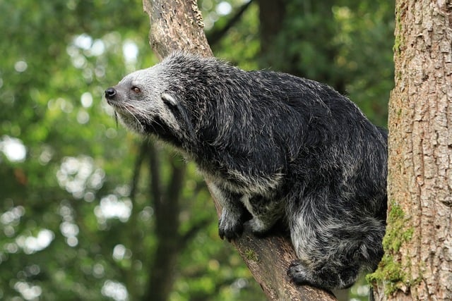 Binturong Animal Bear Cat - Free photo on Pixabay