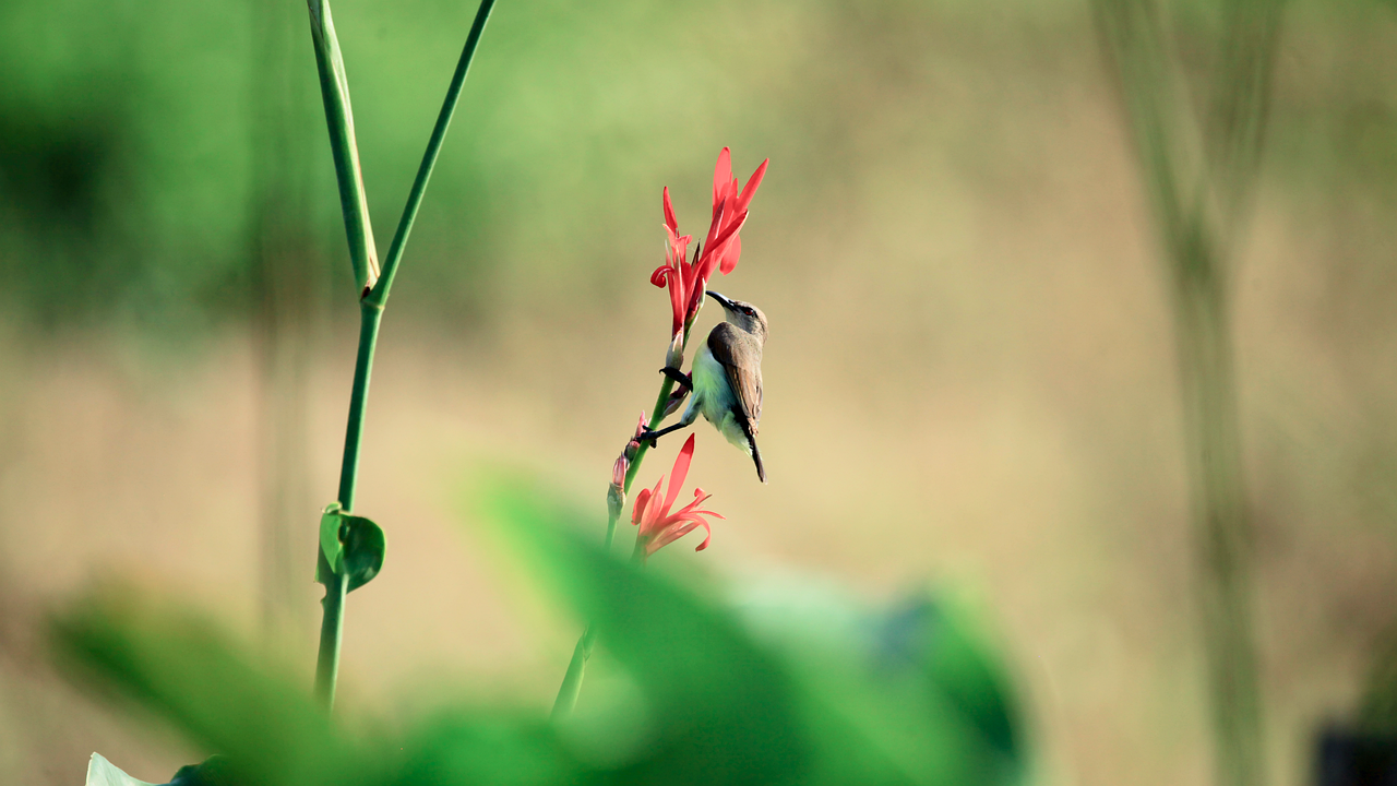 Sunbird Bird Nature - Free photo on Pixabay