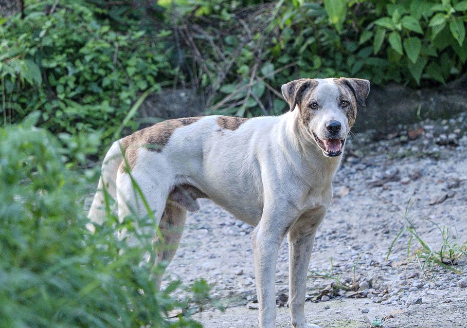 Stray Dog - Free photo on Pixabay