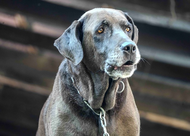 Labrador Chien Animal De Compagnie - Photo gratuite sur Pixabay
