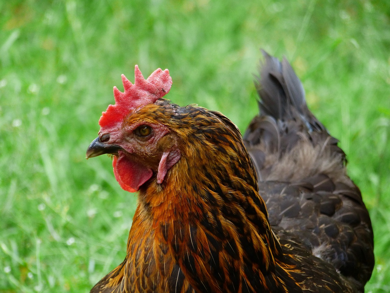 Chicken Brown Close Up - Free photo on Pixabay