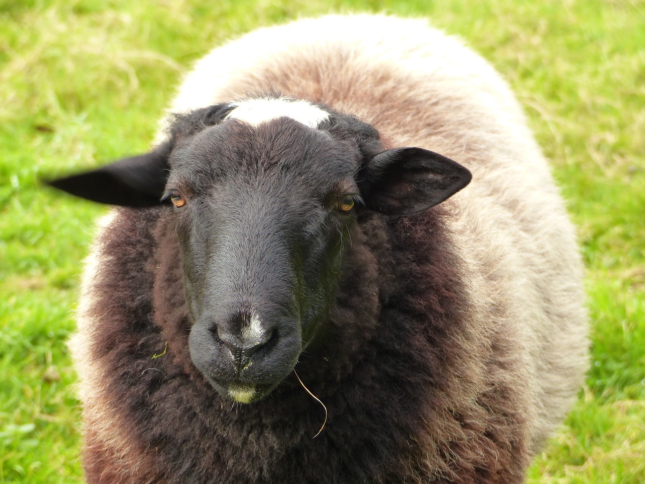 Sheep Head Dark Brown Close - Free photo on Pixabay