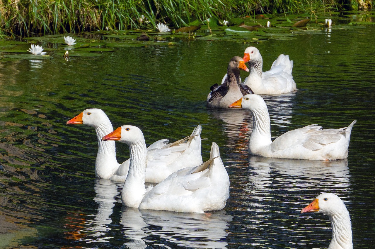 Farm Geese Domestic - Free photo on Pixabay
