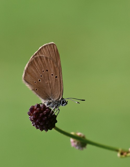 Borboleta Burnet Azul Formiga - Foto gratuita no Pixabay