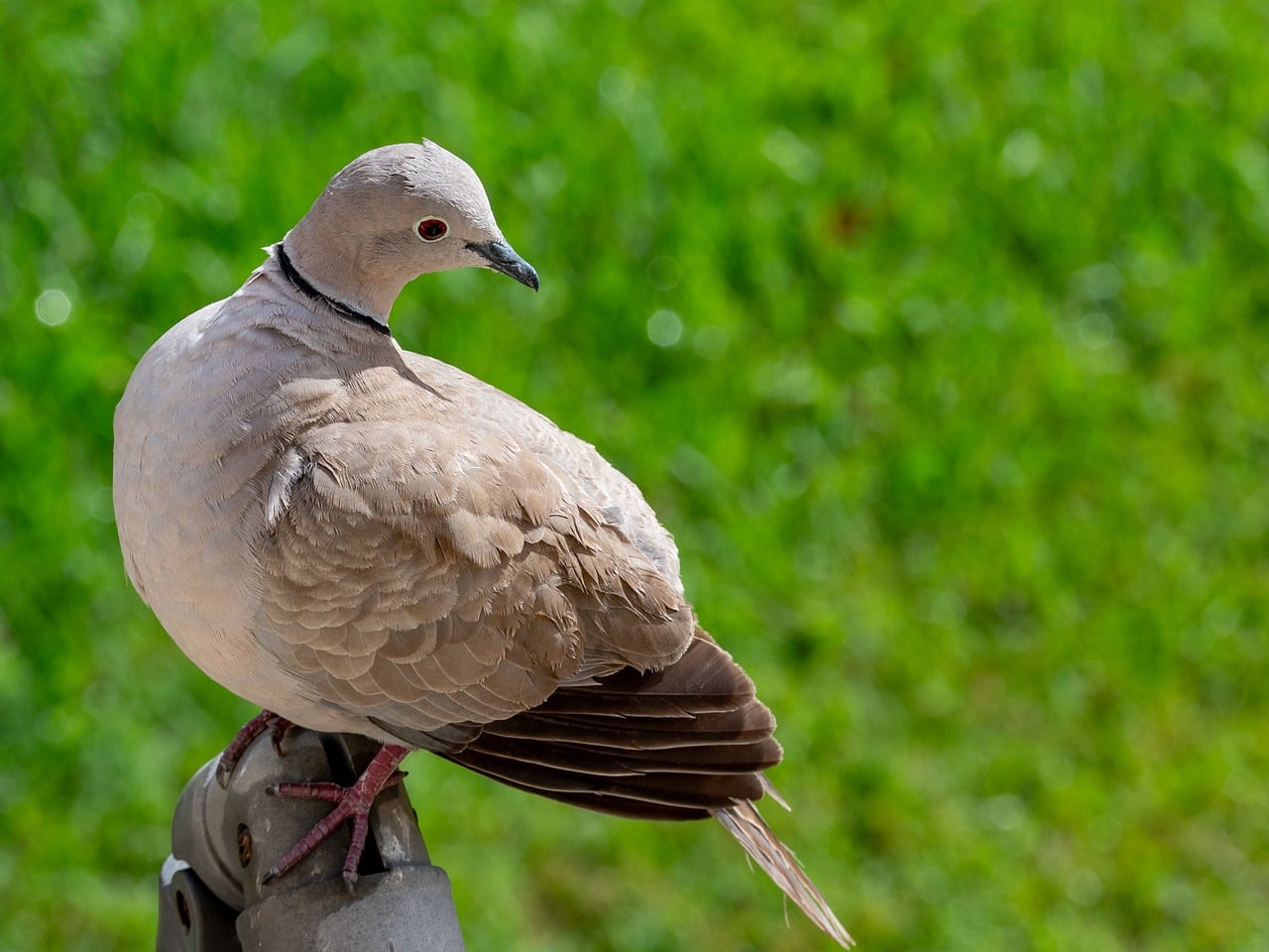 Pomba Sacada Visão - Foto gratuita no Pixabay