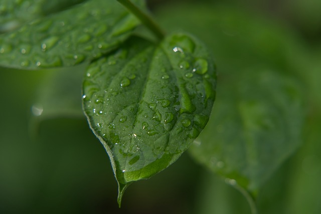 Daun-Daun Alam Tanaman - Foto gratis di Pixabay