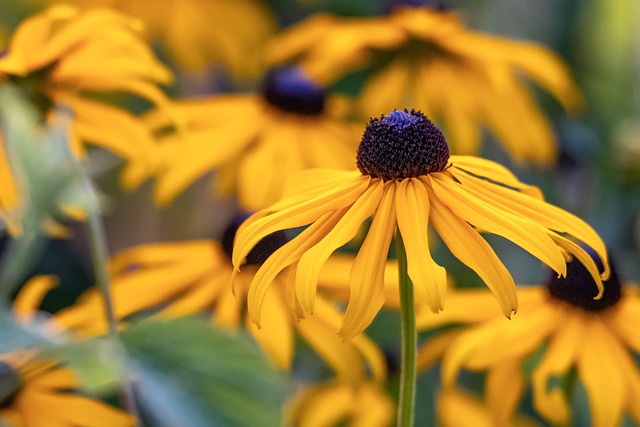 Flores Susan De Ojos Negros Jardín - Foto gratis en Pixabay